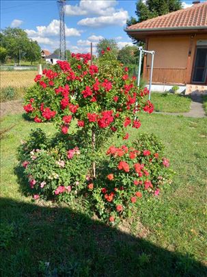 Stari Banovci, kuća 45m2, 17 ari, uknjiženo