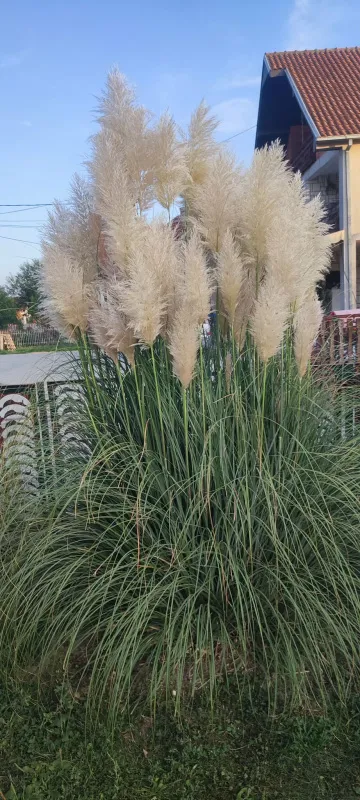 Pampas na prodaju
