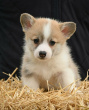 Velski korgi/Welsh Corgi Pembroke