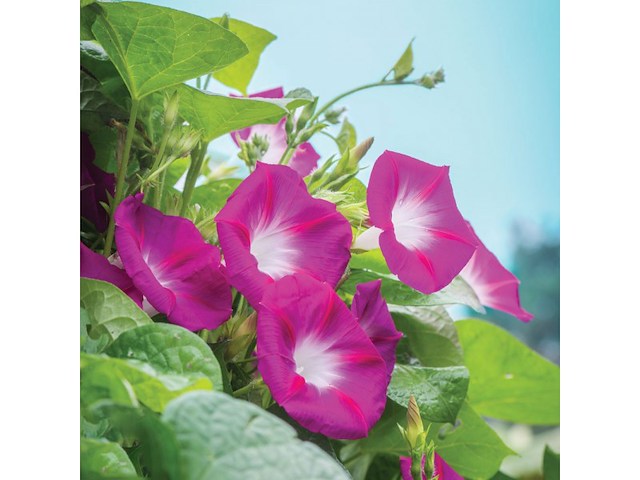 Ladolež crveni (Ipomoea purpurea) - 50 semena