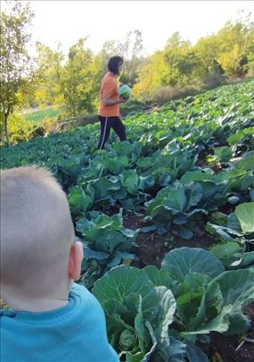 Prodajem kupus na veliko i malo - Topola