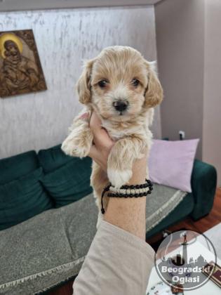 Neodoljivi Maltipoo štenci