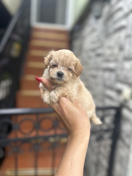 Maltipoo vrhunske genetike