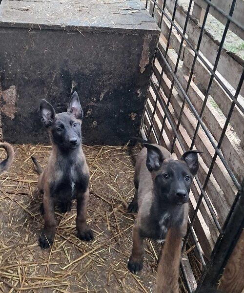 Belgijski ovčar Malinoa