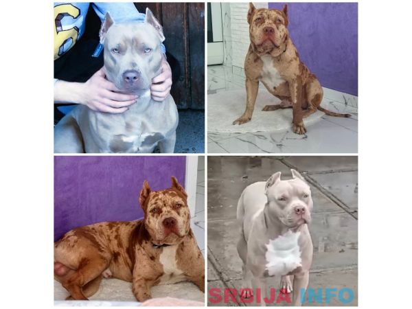 Pit bull štenci red nose lilac merle exotic