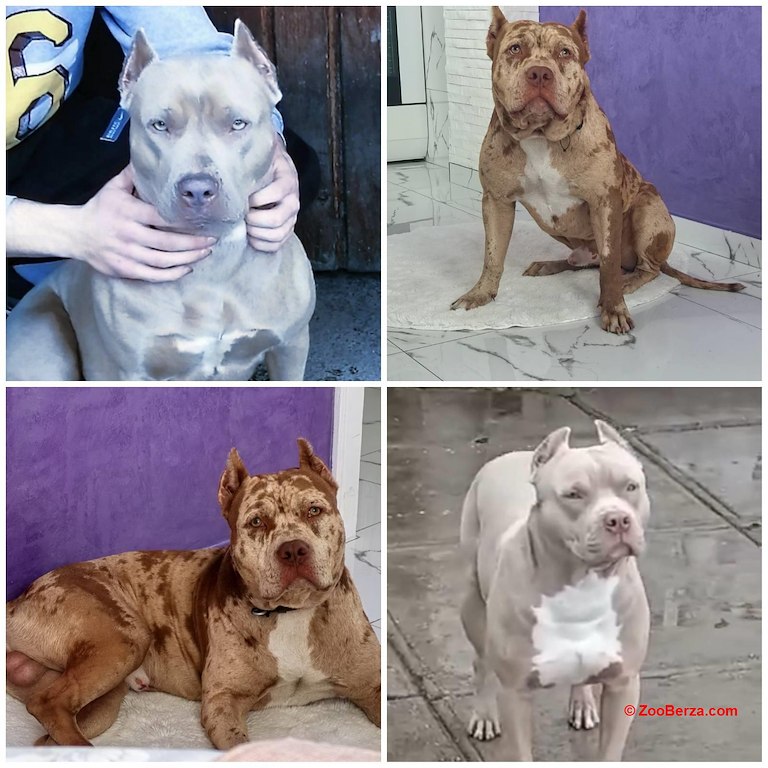 Pit bull štenci red nose lilac merle exotic