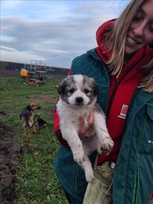Mešanci traže dom! Nalaze se u Krčedinu