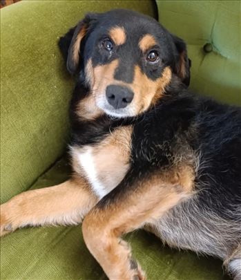 Zoki,slatki medvedic trazi dom