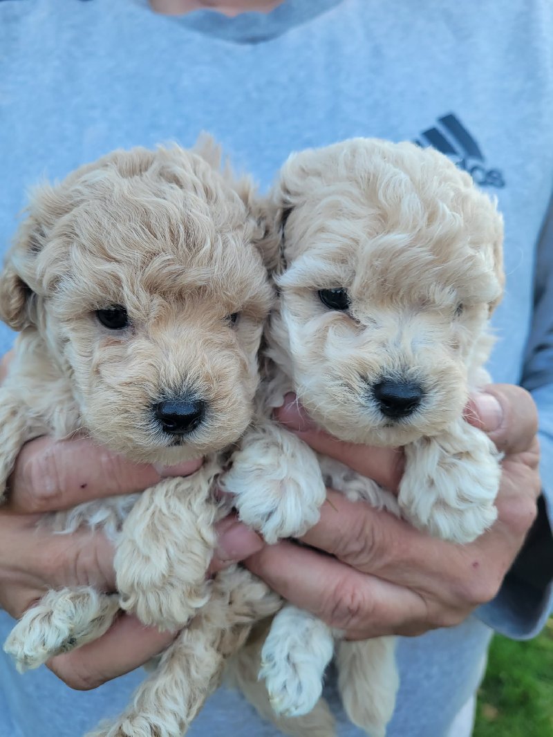 Maltipoo prelepi stenci
