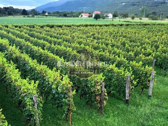 Organski vinograd u najlepšem delu Crne Gore