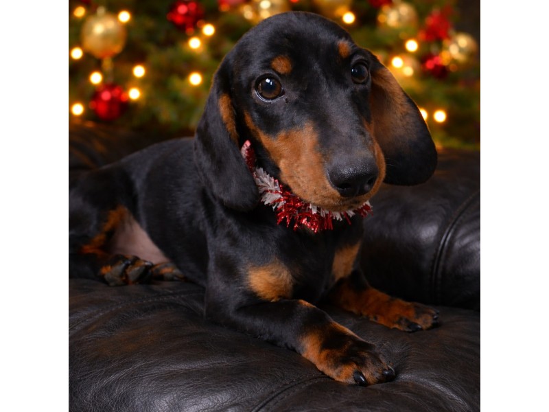 Ekskluzivno štene standard jazavičara merle boja