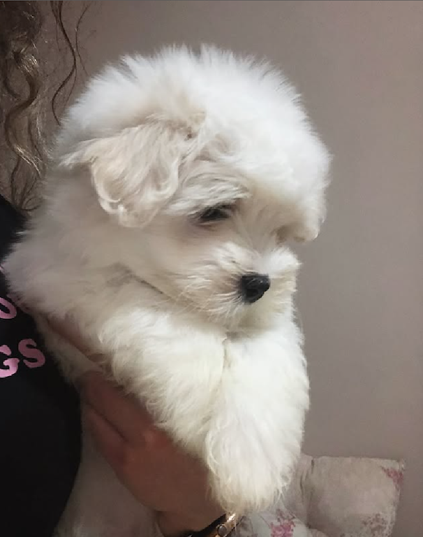 Coton de Tulear (Tulearski pas) stenci