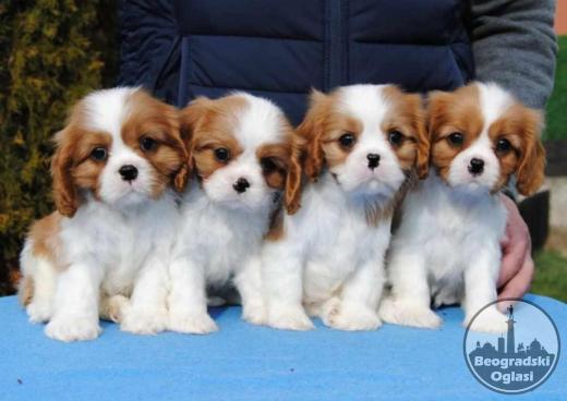 Dostupni štenci Cavalier King Charles spanijela