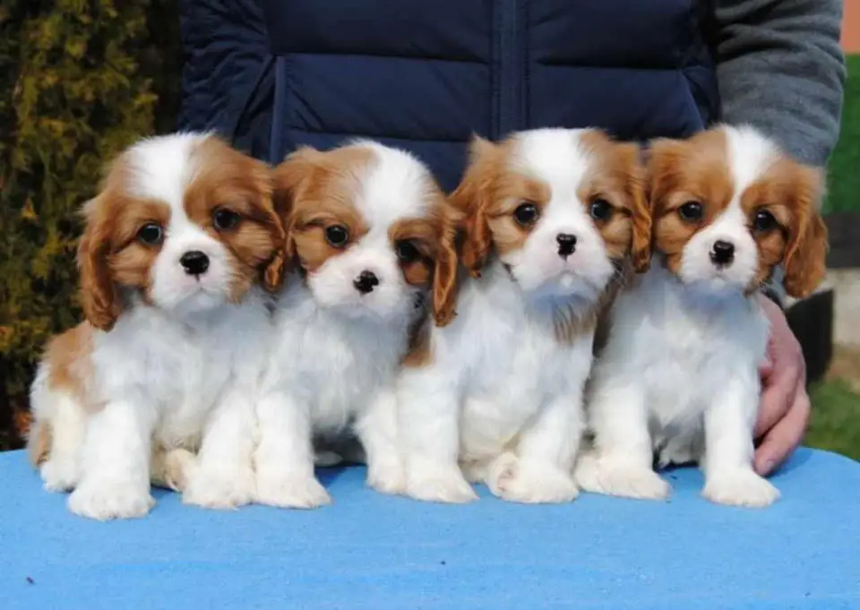 Dostupni štenci Cavalier King Charles spanijela