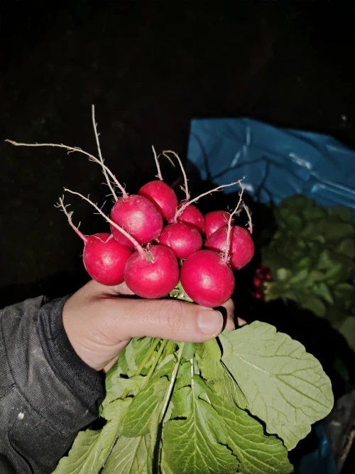 Prodaja rotkvica na veliko