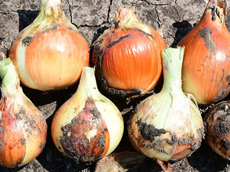 Luk seme Dorabella 100000sem unoff