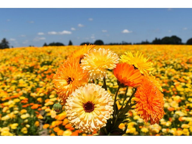 Neven dupli `Pacific Beauty` Mix (Calendula) 100 semena