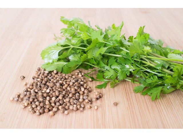 Korijander, Cilantro (Coriandrum sativum) - 200 semena