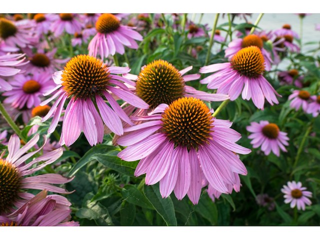Ehinacea (Echinacea angustifolia) - 50 semena