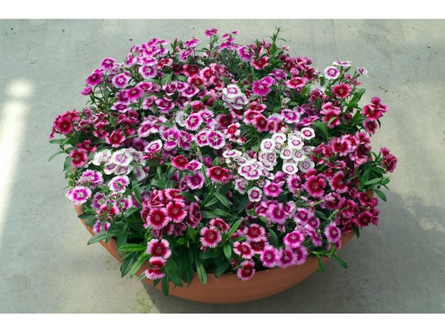 Karanfil Kineski Mix (Dianthus chinensis) - 200 semena