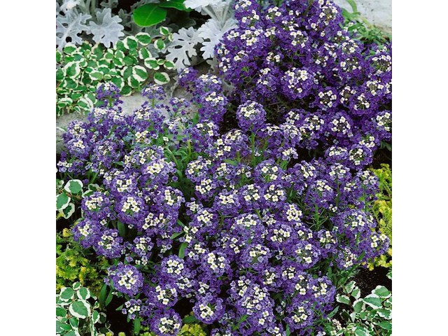 Lobularija violet, Medeni cvet (Lobularia) - 500 semena