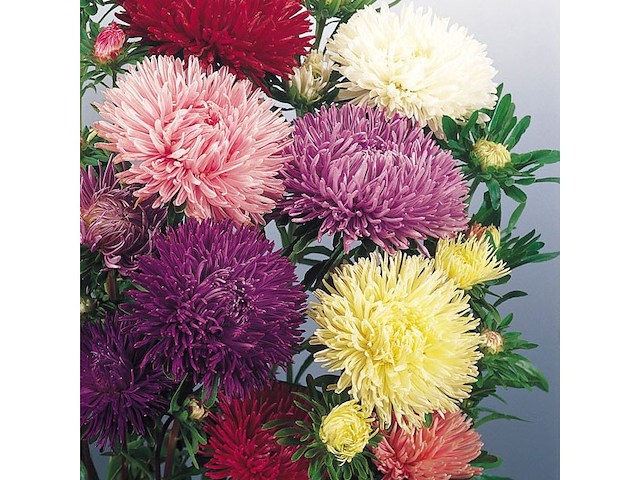 Aster American Beauty Mix, Lepa Kata - 200 semena