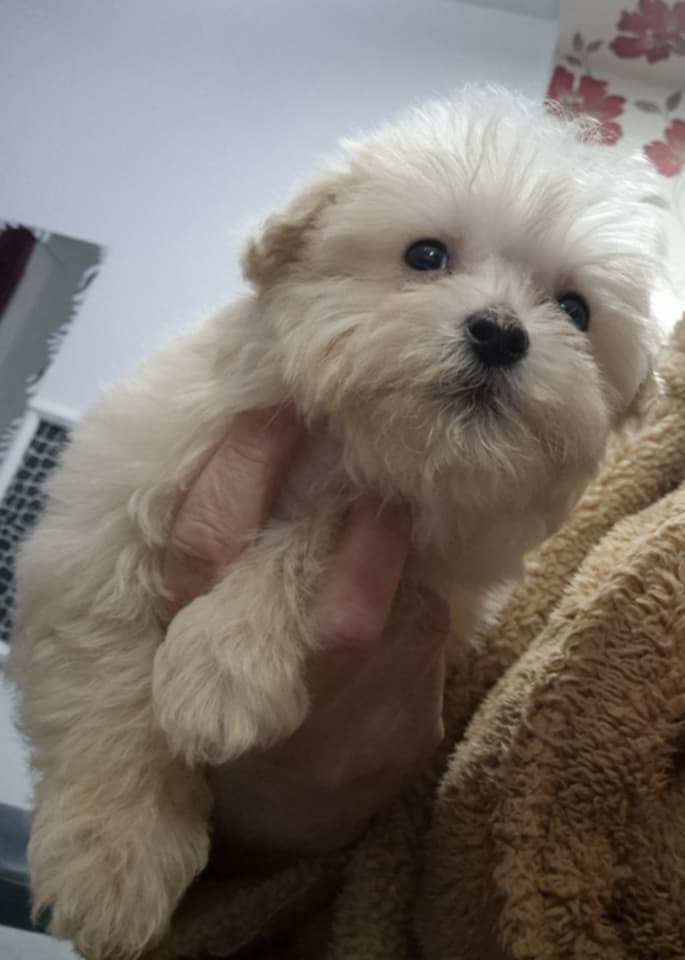 Maltipoo štenci