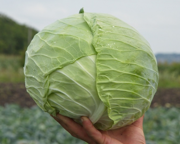 Sveži kupus na njivi