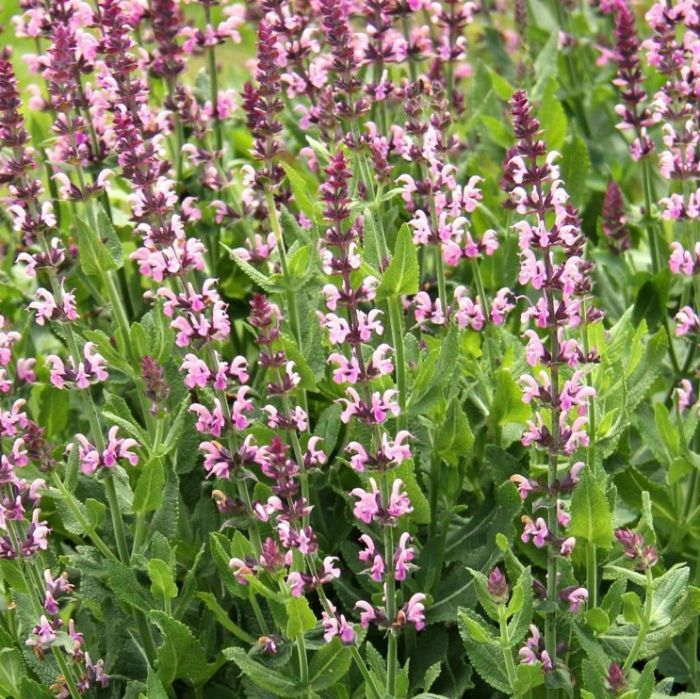Salvia Nemorosa Salute Light Pink - Žalfija