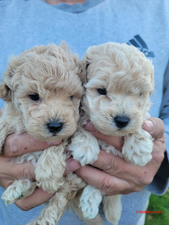 Maltipoo prelepi štenci