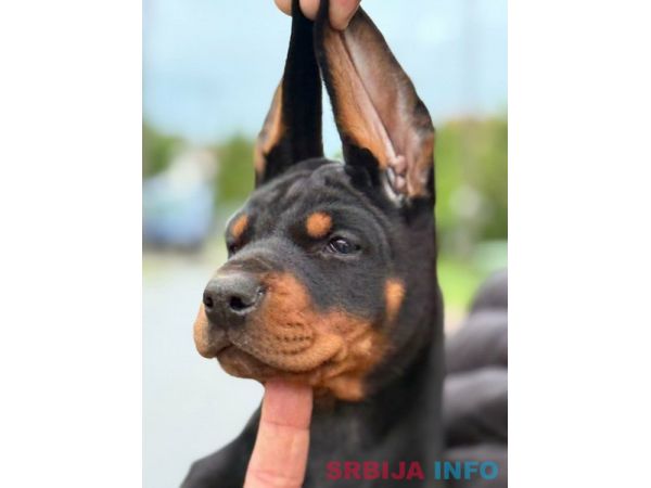 Doberman štenci, crni i braon