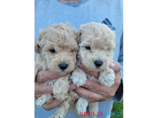 Maltipoo prelepi štenci