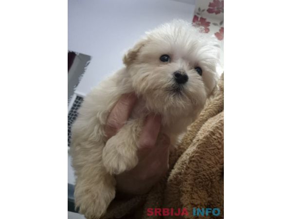 Maltipoo štenci