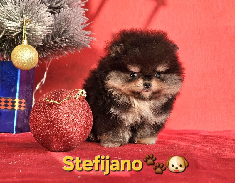 Pomeranac Boo štenci CHOCOLATE & TAN NOVO