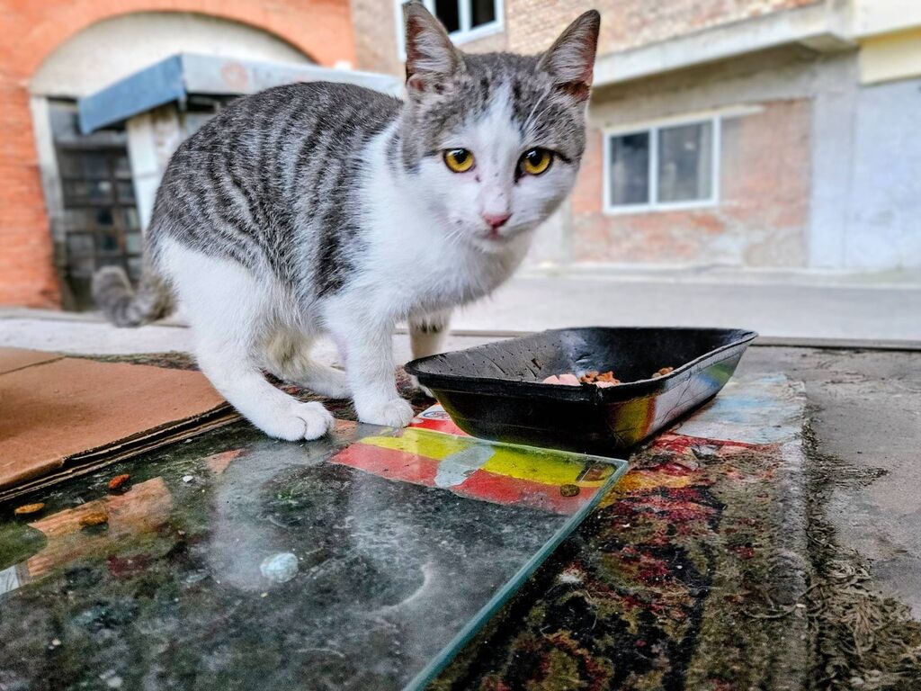 Sivobela lepotica traži dom pre zime - Bresplatno U okolini Loznice