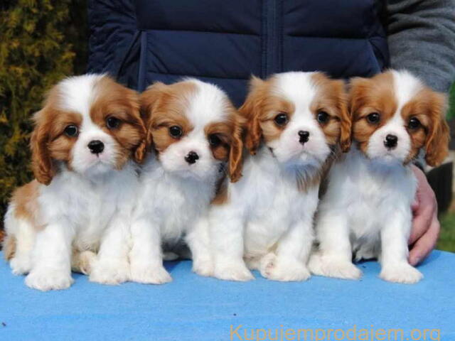 Dostupni štenci Cavalier King Charles spanijela