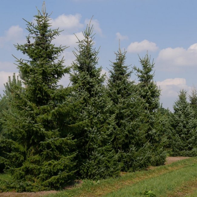 Picea Omorika 200 cm