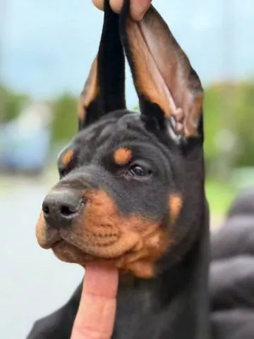 DOBERMAN ŠTENCI, CRNI I BRAON