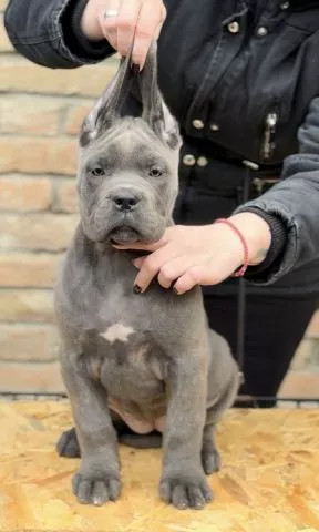 CANE CORSO PRELEPI ŠTENCI
