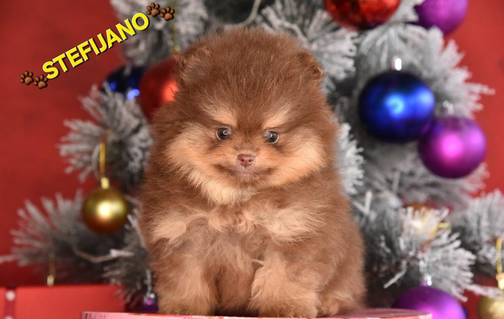 Pomeranac Boo štenci CHOCOLATE & TAN NOVO