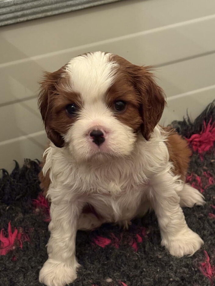 Dostupni štenci Cavalier King Charles spanijela