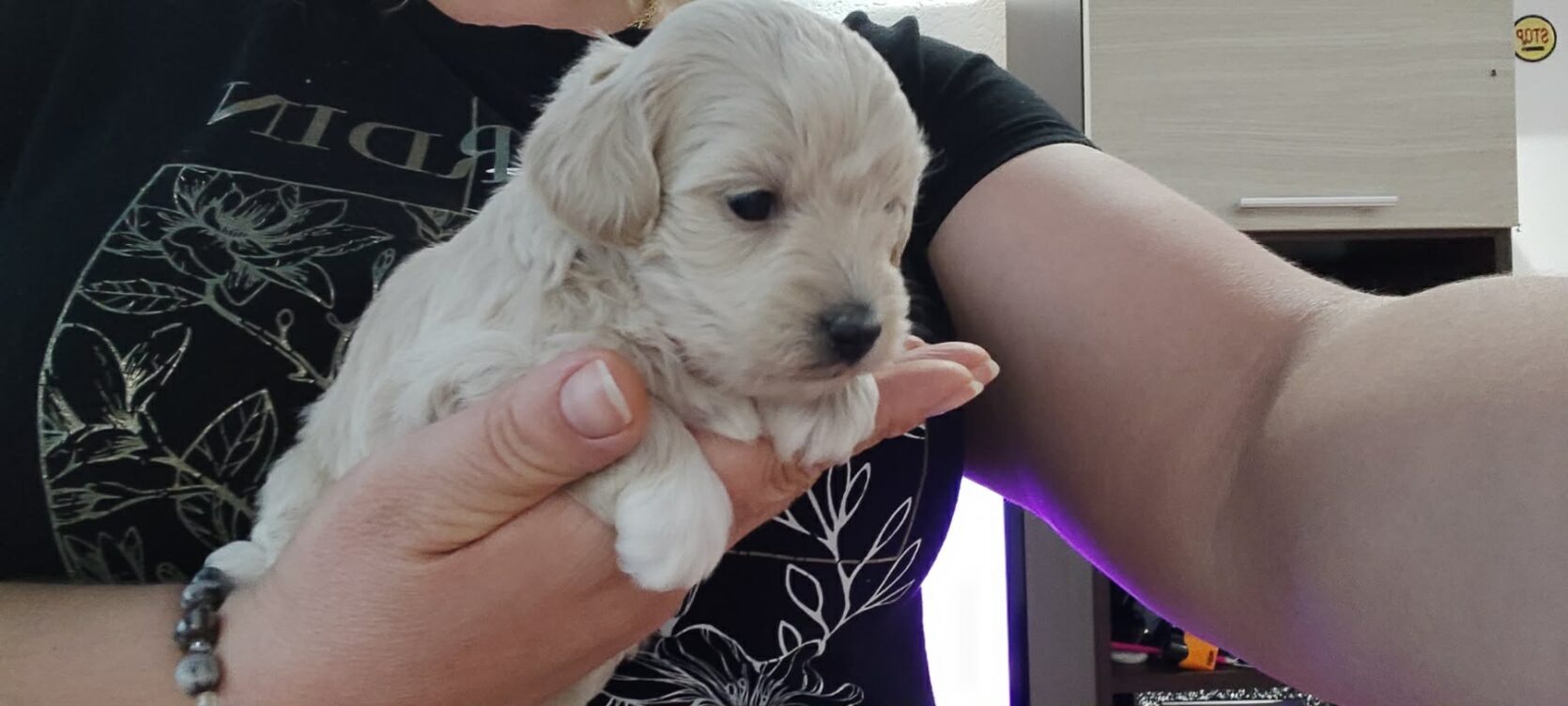 Maltipoo prelepi štenci