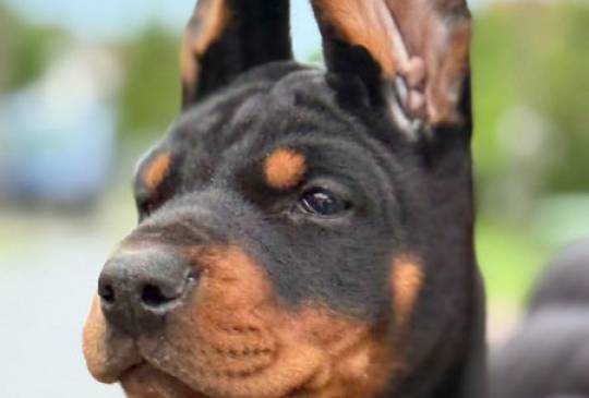 Doberman štenci, crni i braon