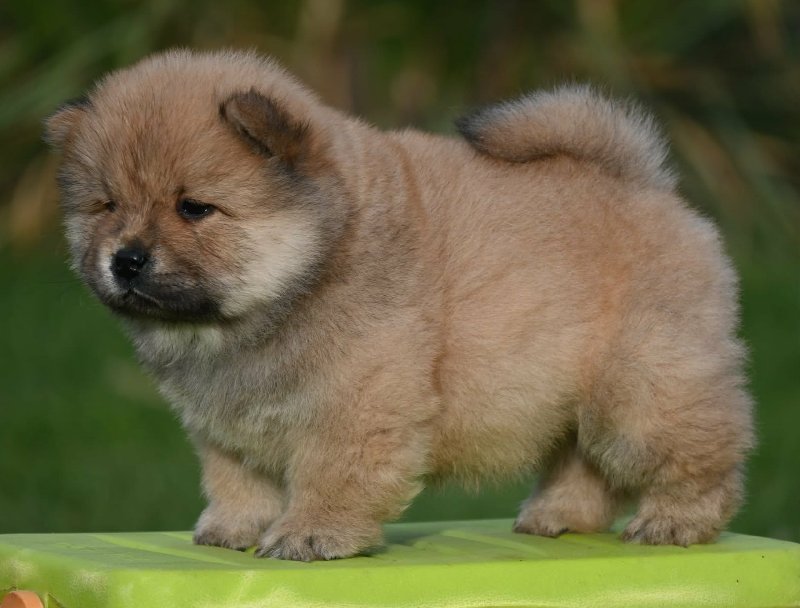 Chow Chow Cau Cau Čau Čau