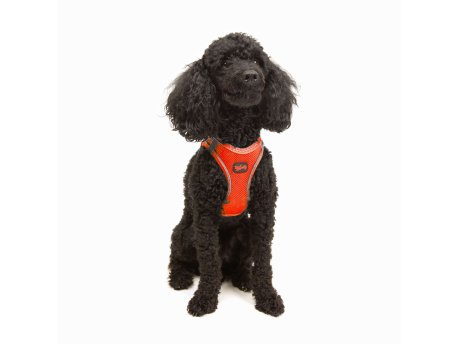 Paws & Whiskers Am za pse Air Mesh Neo Orange XL