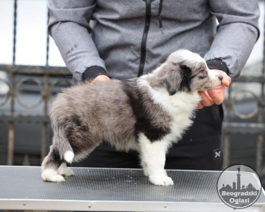 Border Collie prelepi štenci