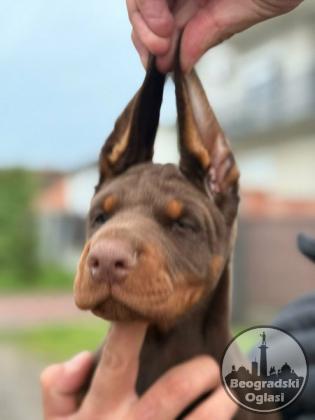 Doberman štenci, crni i braon