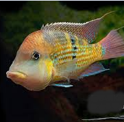 Geophagus Sp. Alto Sinu