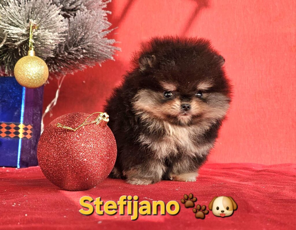 Pomeranac Boo štenci CHOCOLATE & TAN NOVO