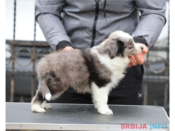 Border Collie prelepi štenci